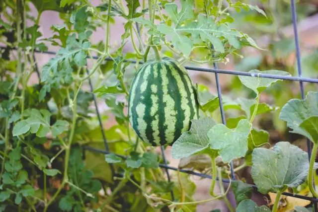 Watermelon amin'ny sleerer