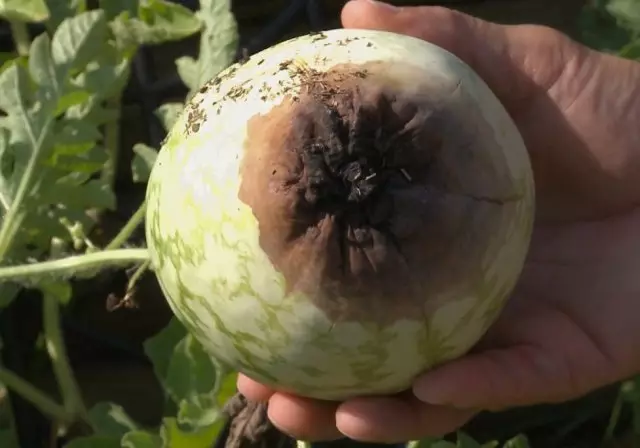 Rotierende Wassermelone