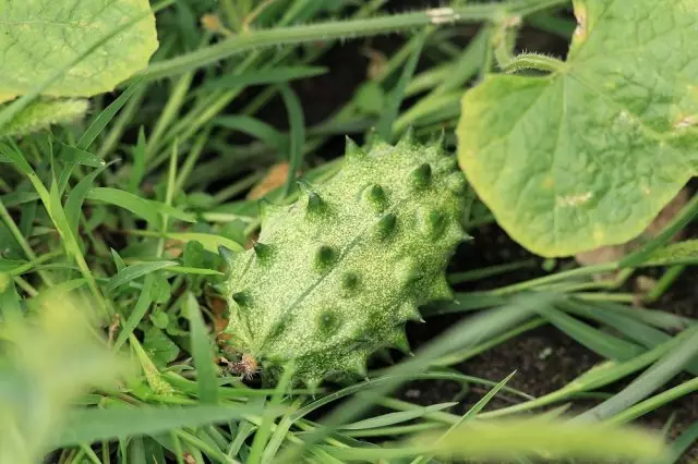 Kuvan in de tuin