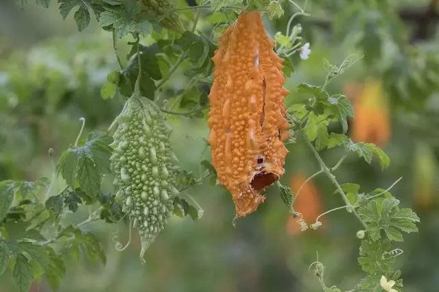 মোমর্ডিকা