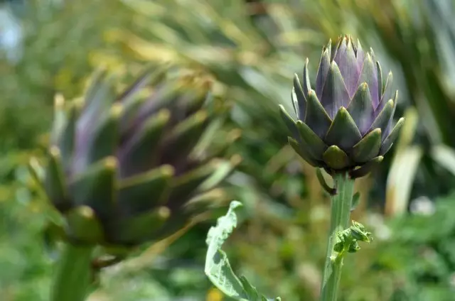 I-artichoke