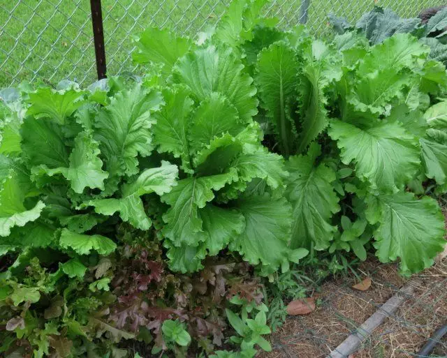 ¿Qué aterrizar en el jardín en septiembre? 962_4