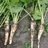 Mgbe ị wepu carrots, beets, celery na mgbọrọgwụ ndị ọzọ na akwa 963_15