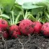 Mgbe ị wepu carrots, beets, celery na mgbọrọgwụ ndị ọzọ na akwa 963_18