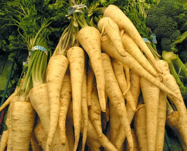 Root Parsley