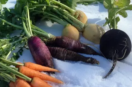 Mgbe ị wepu carrots, beets, celery na mgbọrọgwụ ndị ọzọ na akwa 963_8