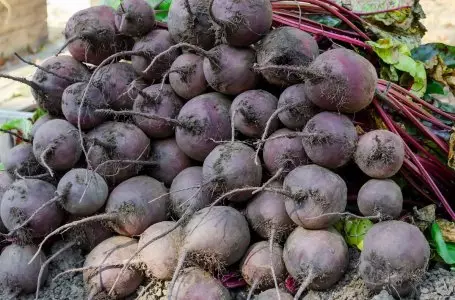 11 lampadine, tuberi e radici più utili. Assicurati di piantare questa stagione! 965_13