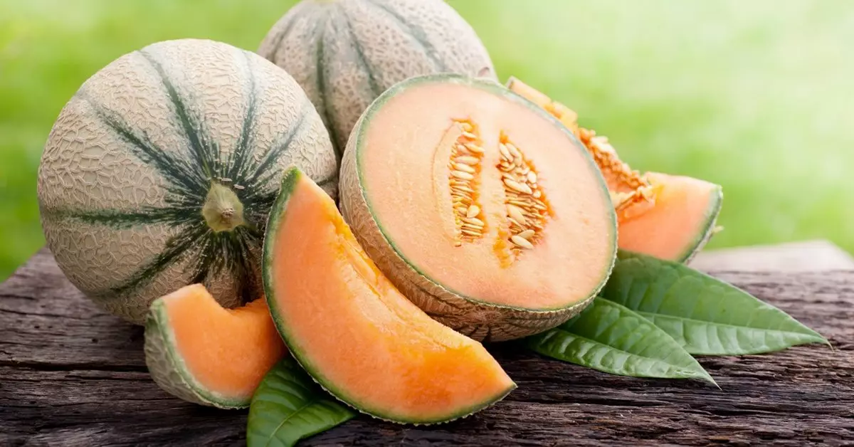 Cantalup - Melon Pous Romein op jou werf