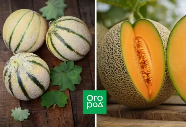 Melone cantalupo.