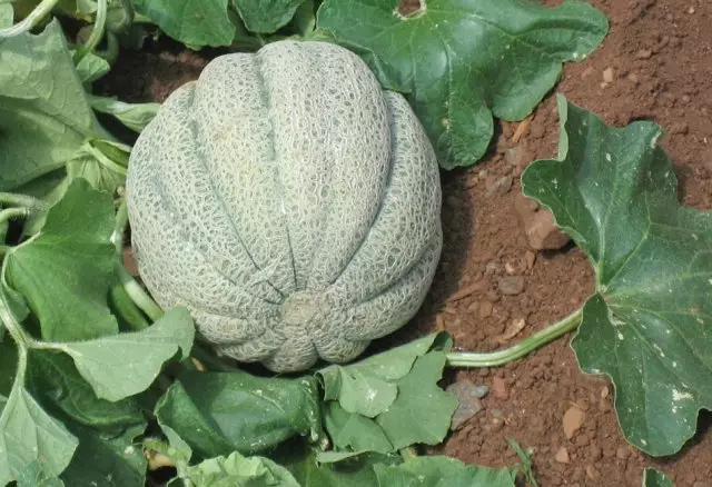 خربزه Cantaloupe