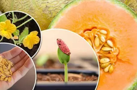 Cantalup - আপনার সাইটে Melon পোপ রোমান 967_9