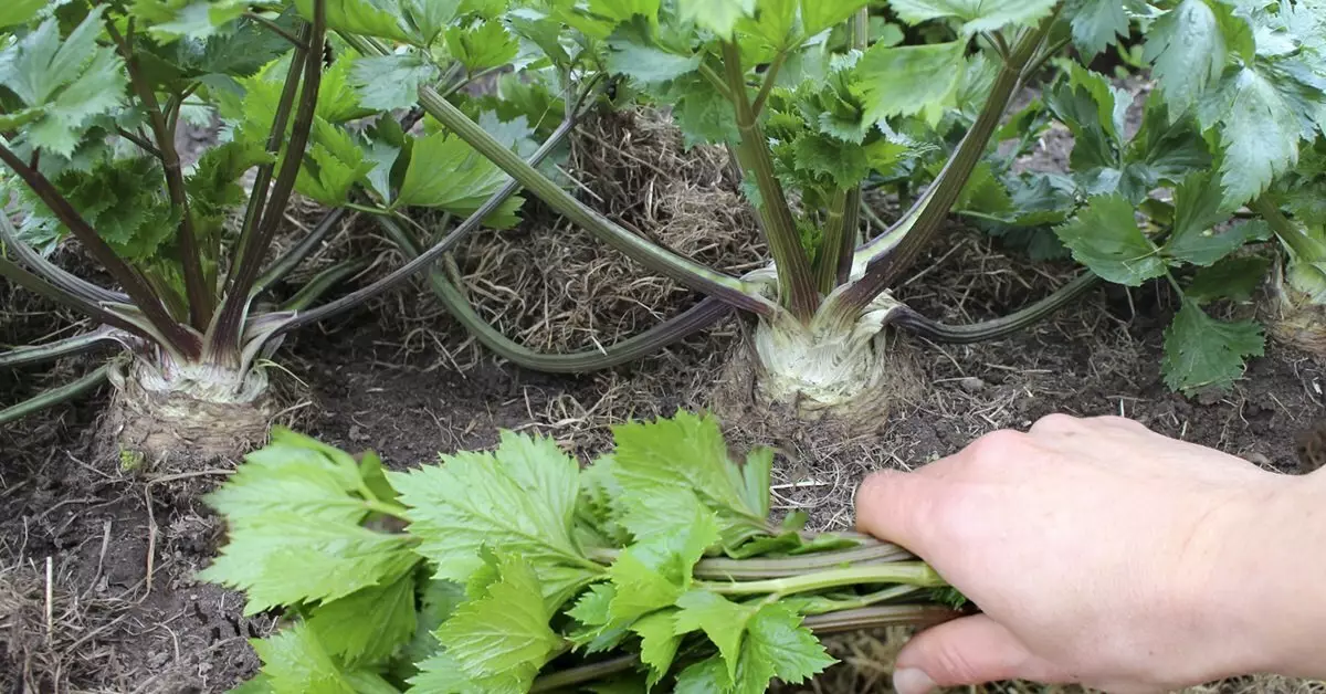 Cosa fare con la radice foglie di sedano?