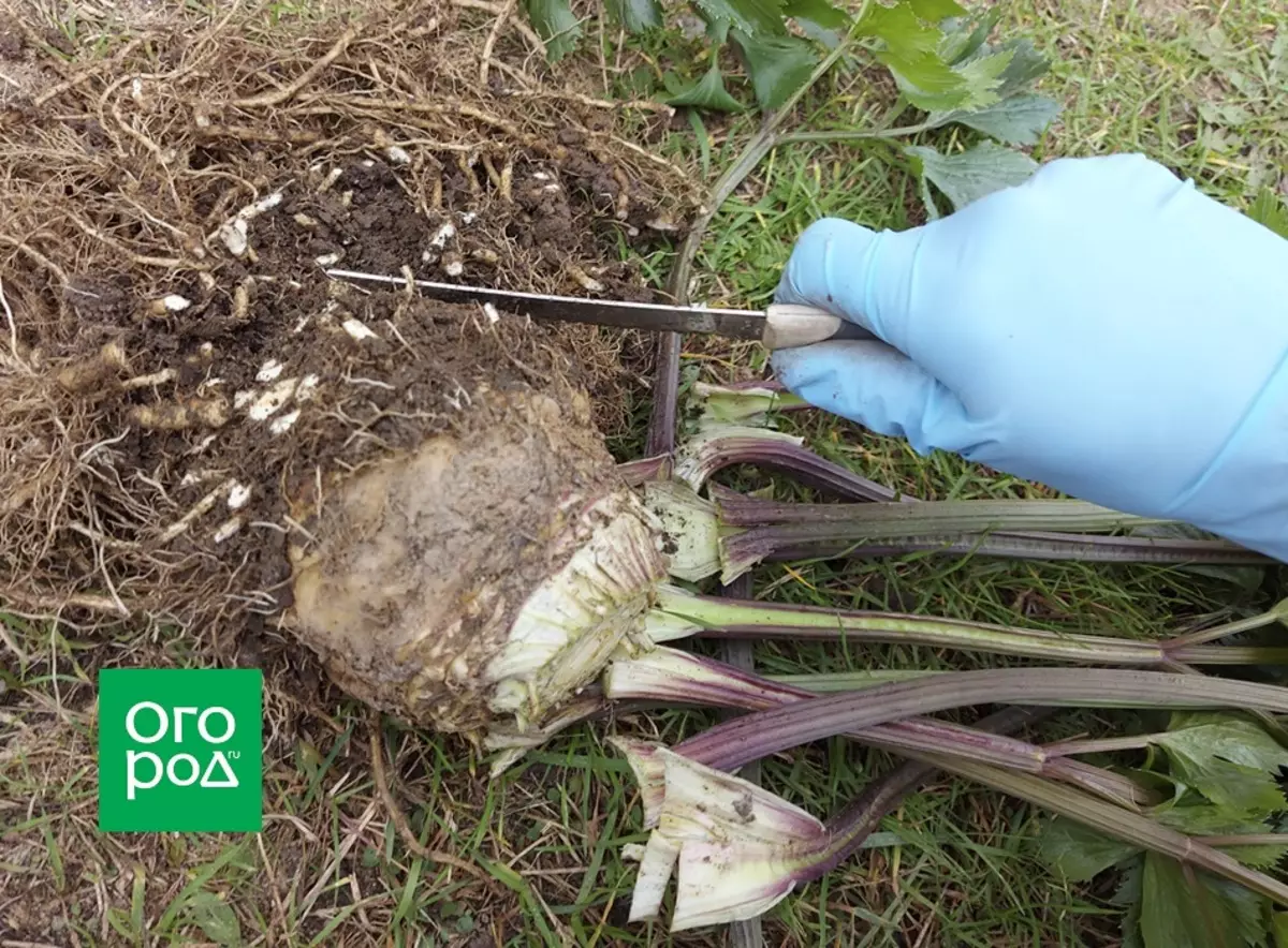 Root celery