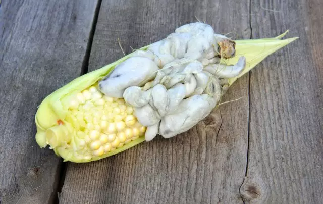 Bubble hoofd maïs