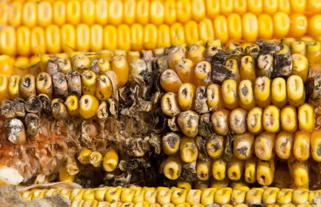 Corn Fusariosis.