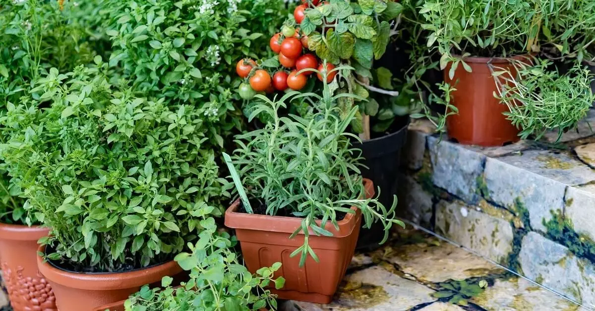 What vegetables can be transplanted into the pot for the winter to continue harvesting