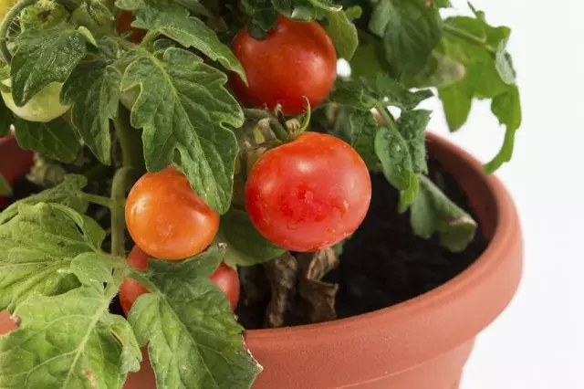 Pomodoro nel piatto