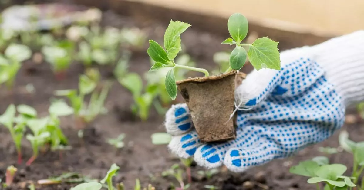 Wenn Sie Gurken, Kürbisse und Zucchini legen können, berechnen wir die optimale Zeit