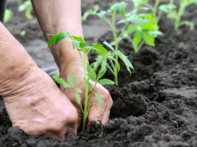 Ploilages rechazzle de tomates dans le sol