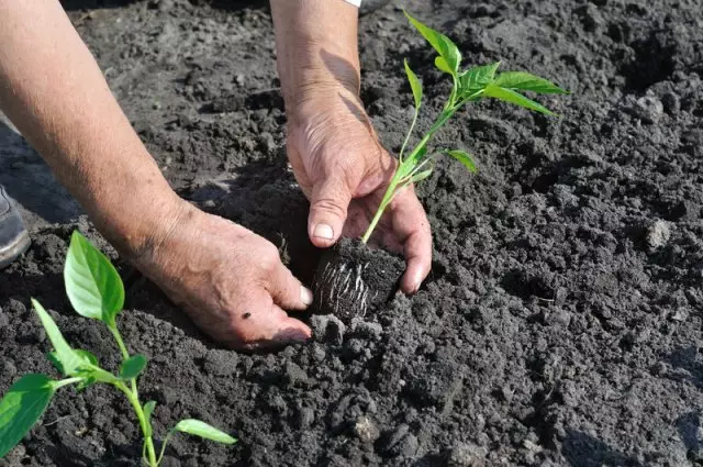 মাটি মধ্যে মরিচ rechazzle seedlings