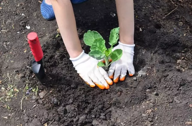 Rechazzle sodinukai kopūstai žemėje