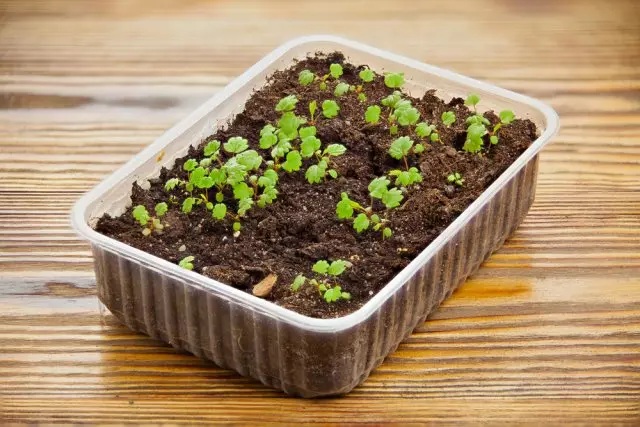 Remontante aardbeienzaaitjes in een pot op de tafel