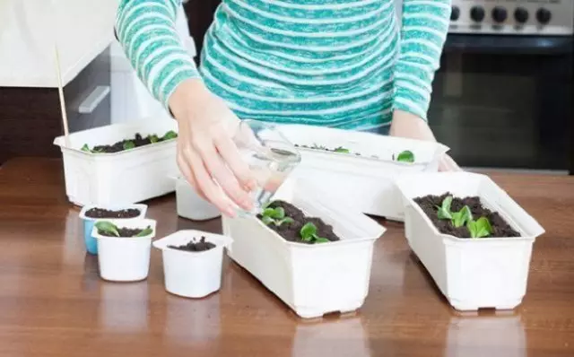 Watering Seedlings