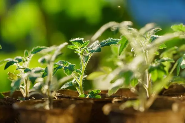 Piante di pomodoro nelle prime fasi della crescita.