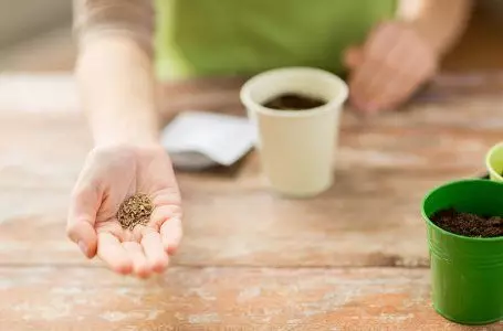 14 regras que você deve cumprir o cultivo de plântulas em casa 978_4