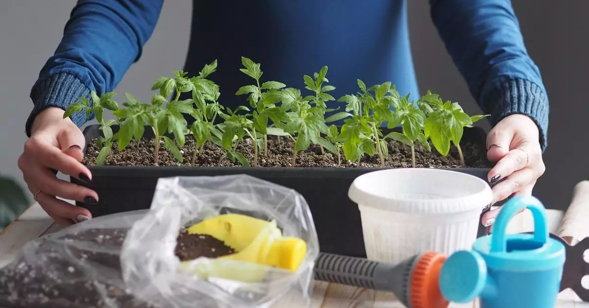 Seding Tomaten - Wir wachsen in allen Regeln