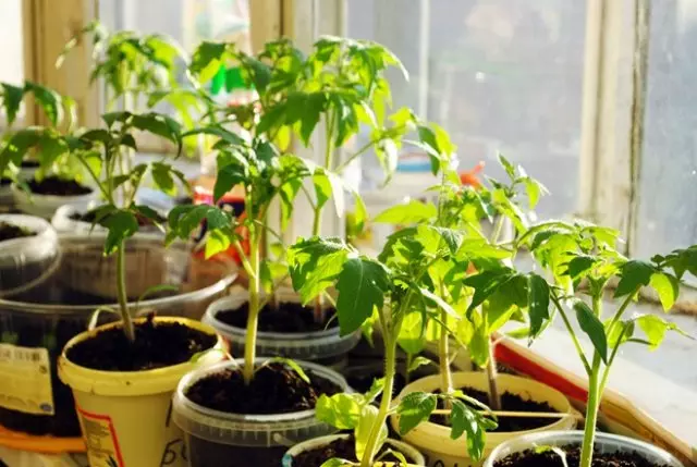 Kultivaasje fan tomaten seedlings thús