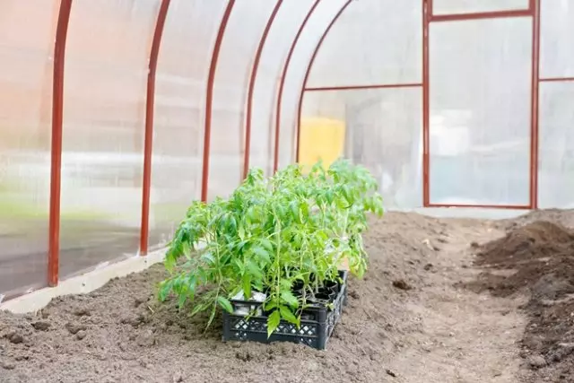 Tomatensämlinge im Gewächshaus vor der Landung