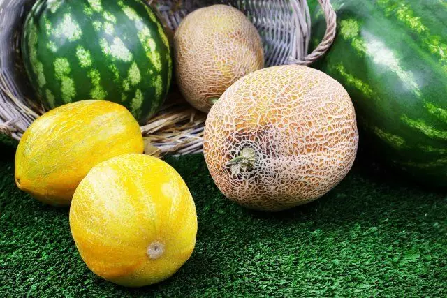 Melons et pastèques dans le panier ovale en osier sur fond vert / melon d'eau et melon