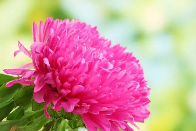 Hermosa flor aster, sobre fondo verde / Astra