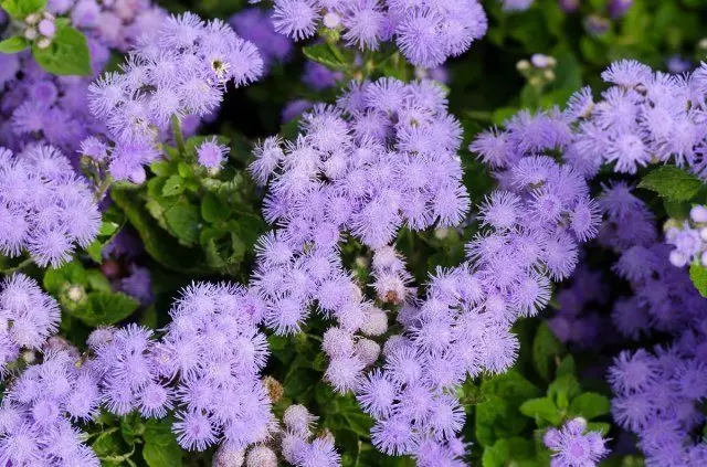 치실 꽃 멋진 leilani 녹색 배경, Alchemilla epipsila / ageratum에서 녹색 배경에서 ageratum 블루 부케