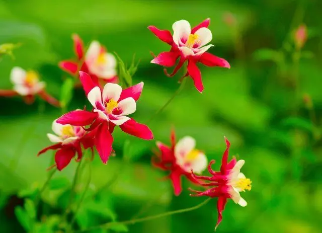 Aquilegia caeruulea / aquille