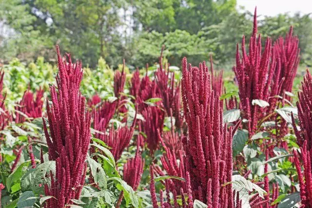 Indisk rød amaranth / amaranth dyrkes som bladgrøntsager, korn og prydplanter. Slægten er amaranthus. Amaranth frø er rig kilde til proteiner og aminosyrer. Også kendt som Thotakura i Indien