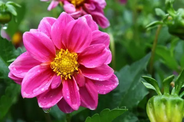 Bela flor (Dahlia Variabilis) com gotas de água / Georgine