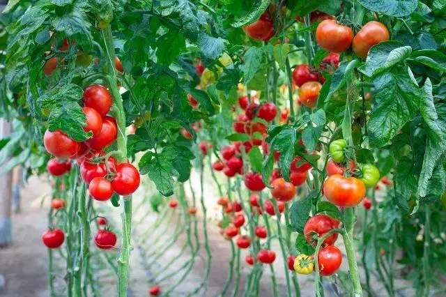 Tomates