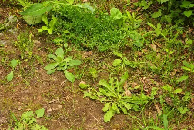 Weeds in a garden path / пустазелле