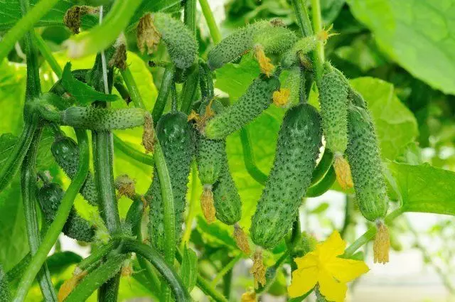 Madiki madiki anokwenya achikura mune greenhouse / cucumbers