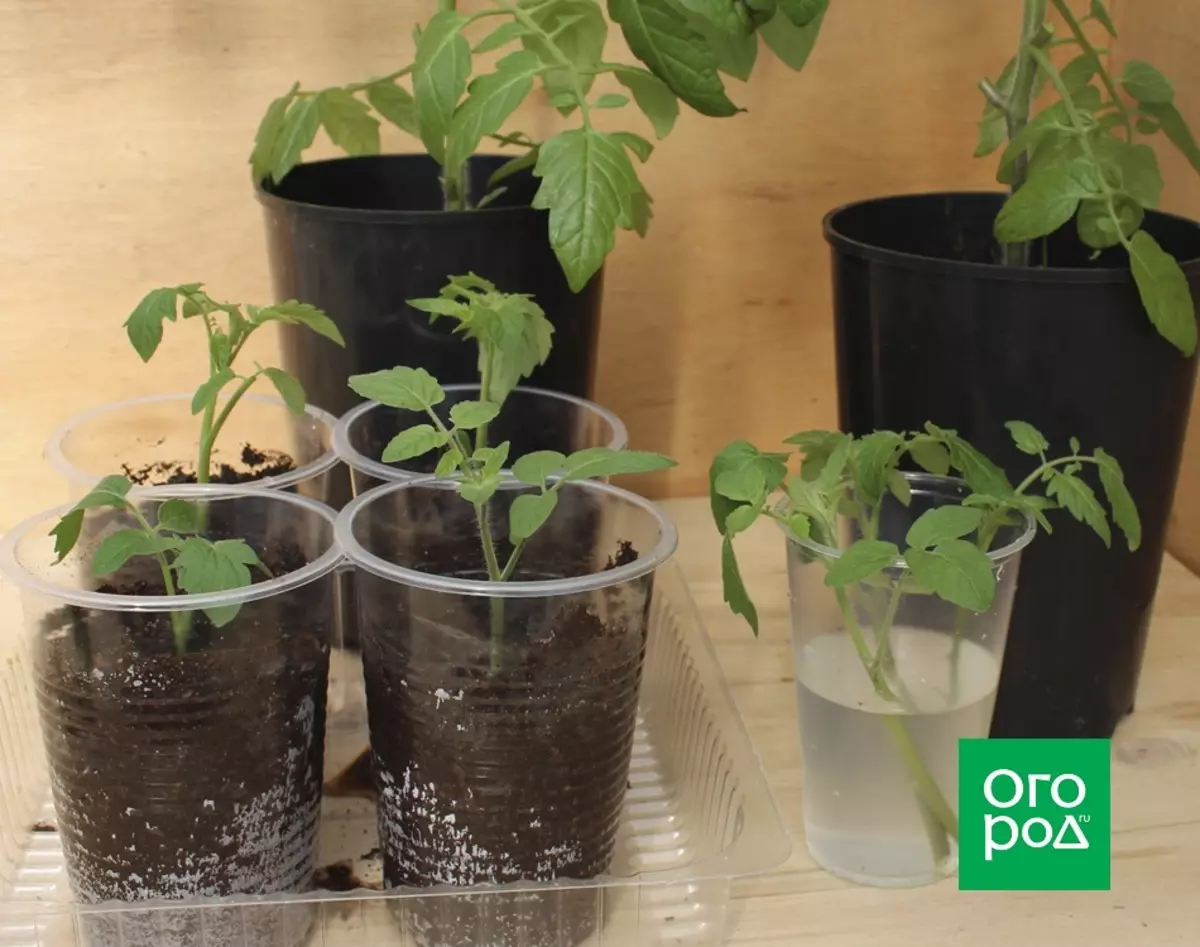 Seedling, tomato cuttings.