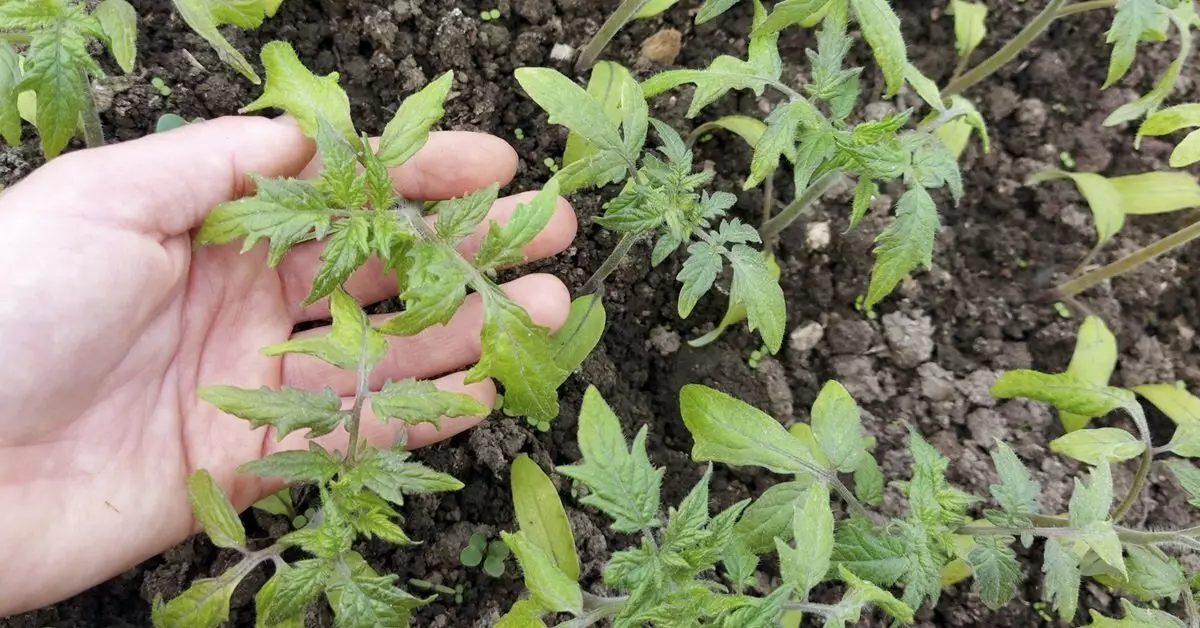 Mbande za tomato sizikukula - zomwe akusowa