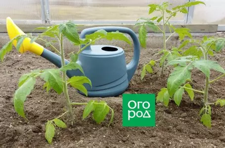 Plântulas de tomates não estão crescendo - que ela está faltando 986_4