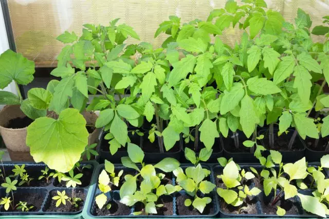 ونڈو پر seedlings.