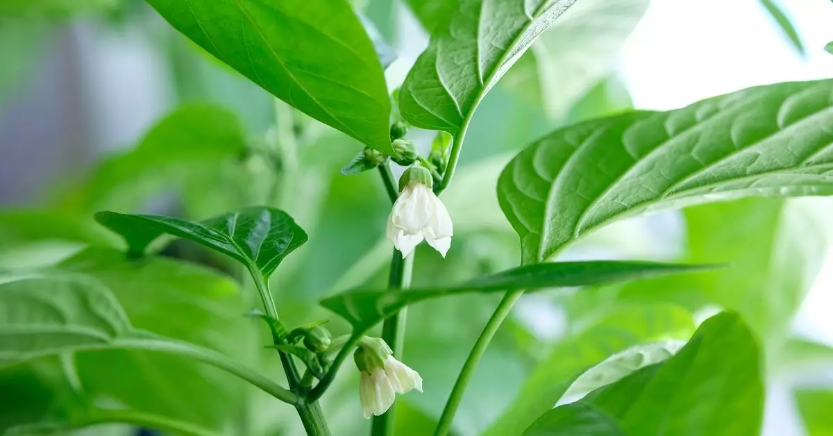 Alles über Knospen in Sämlingen in Angelegenheiten und Antworten