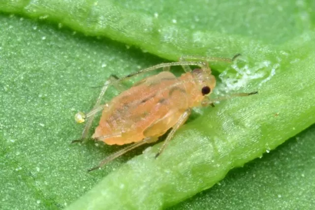 aphid