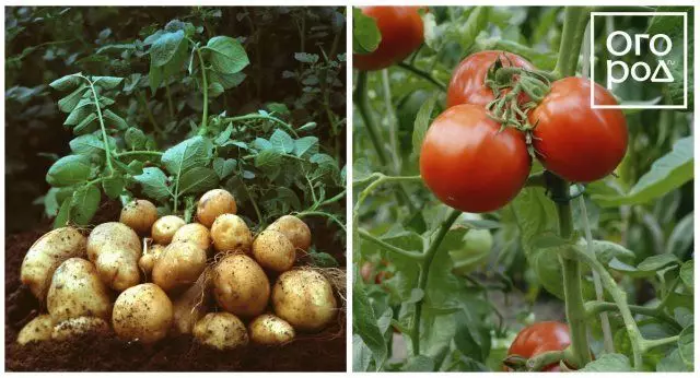 Batatas e tomates