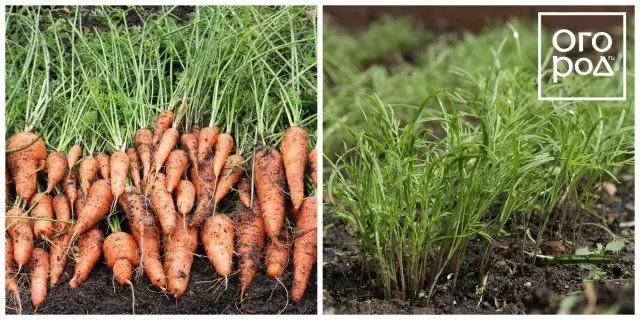 Zanahorias y eneldo