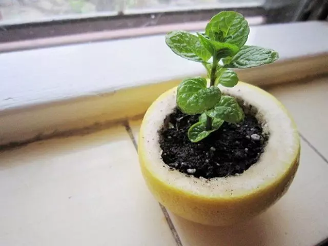 Citrus Cork POT